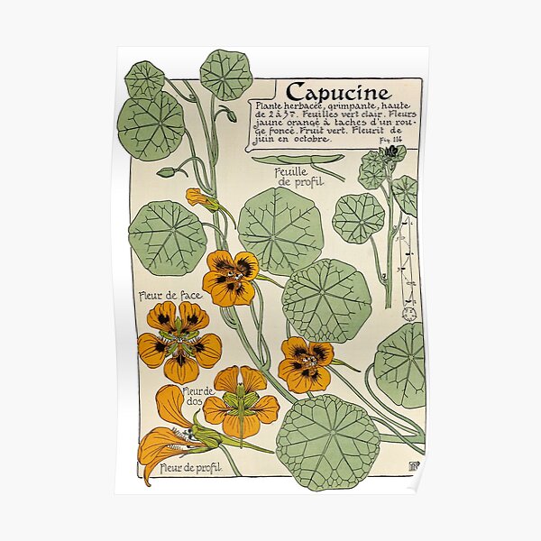 "Maurice Verneuil - Capucine - botanical poster" Poster by DejaVuStudio ...