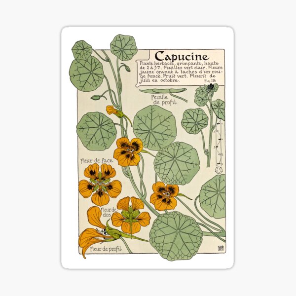 "Maurice Verneuil - Capucine - botanical poster" Sticker for Sale by ...