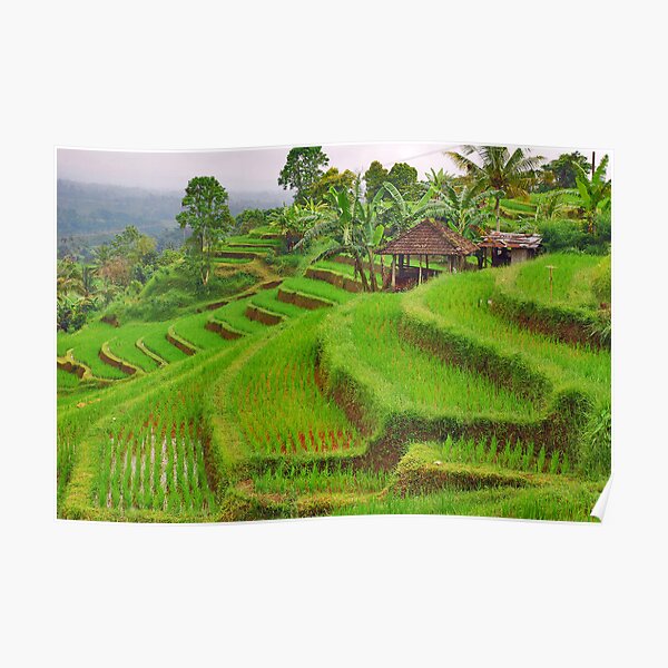 "Green rice terraces" Poster for Sale by Adri3 | Redbubble