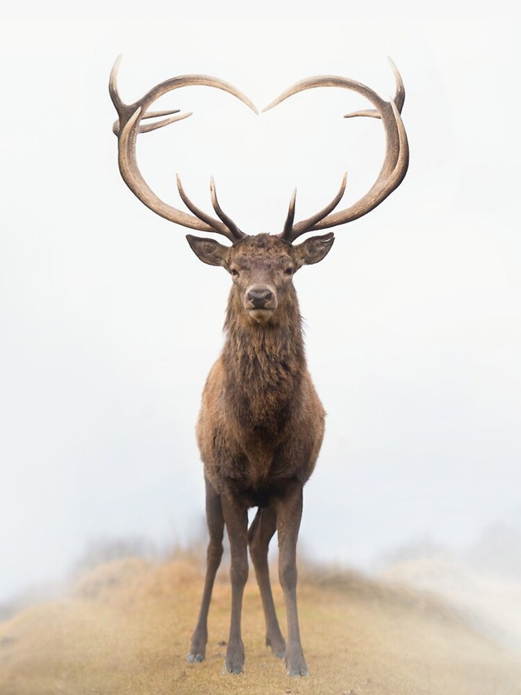 "Valentines Heart shaped antler stag" iPhone Case for Sale by ...