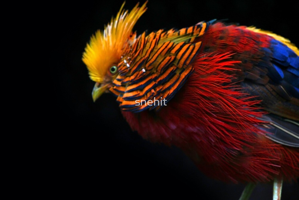 "Multi Colored Bird " by snehit | Redbubble