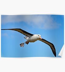 Albatros Posters | Redbubble