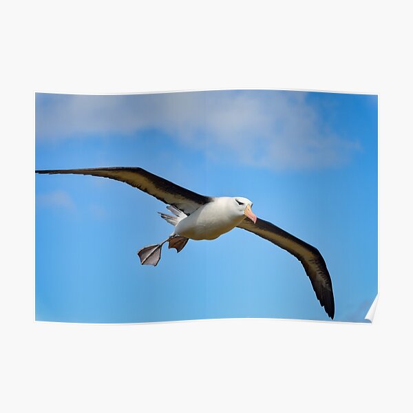 "Black-Browed Albatros" Poster by JanFijolek | Redbubble