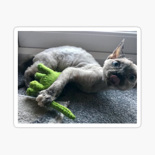 "Wynter the Devon Rex 2" Sticker for Sale by HazelMcKinnon | Redbubble