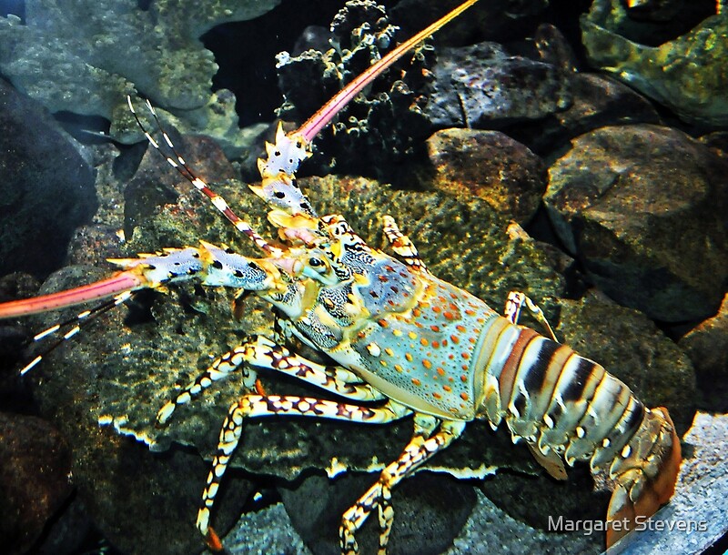 "Colourful Crayfish" by Margaret Stevens | Redbubble