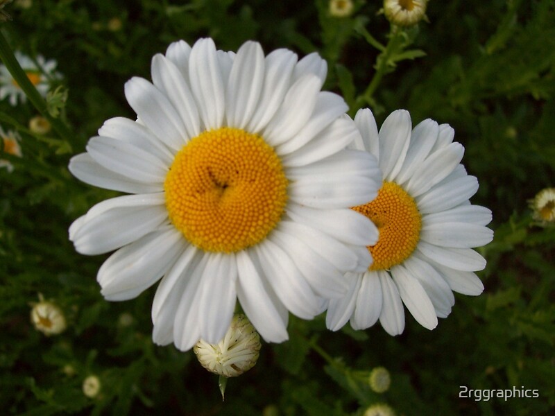 "Daisy Duo" by 2rggraphics | Redbubble