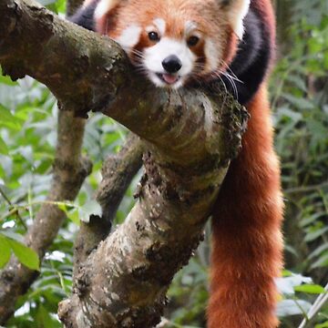 "Chilling Red Panda style" Sticker for Sale by rosannamaria | Redbubble