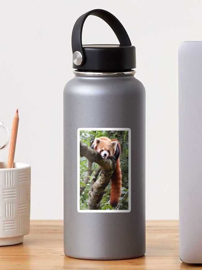 "Chilling Red Panda style" Sticker for Sale by rosannamaria | Redbubble