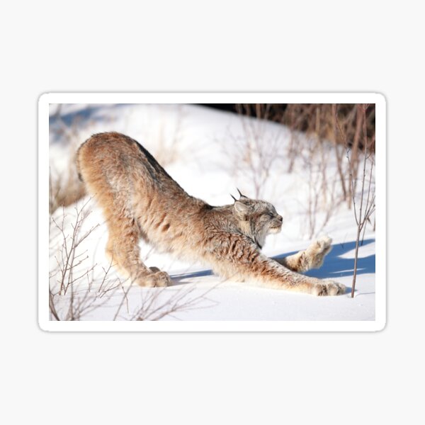"Canadian Lynx" Sticker for Sale by mlorenz | Redbubble