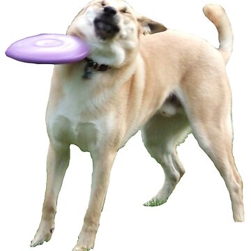 "Frisbee Doge" Essential T-Shirt for Sale by Meme Economy | Redbubble