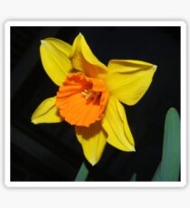 Daffodil: Stickers | Redbubble