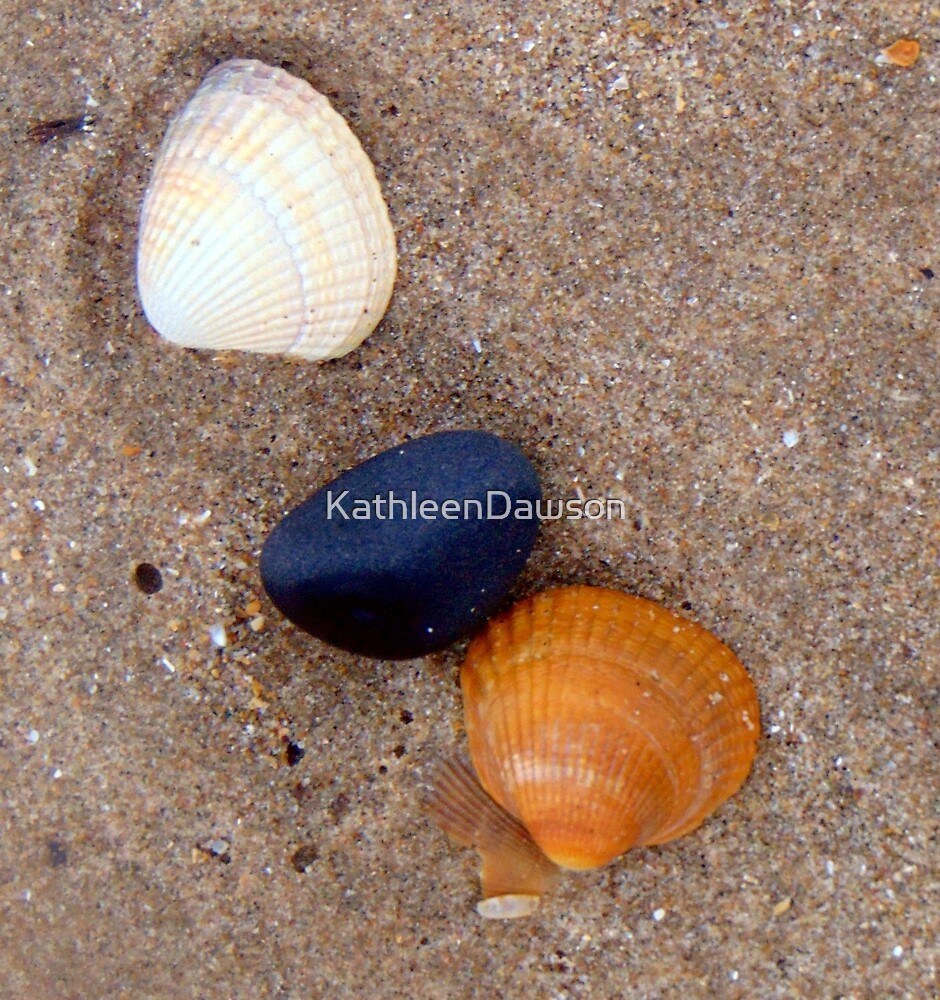 "pebble and shells" by KathleenDawson | Redbubble