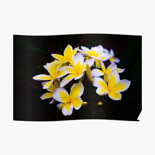 "Plumeria rubra flowers" Poster by MartinLeber | Redbubble