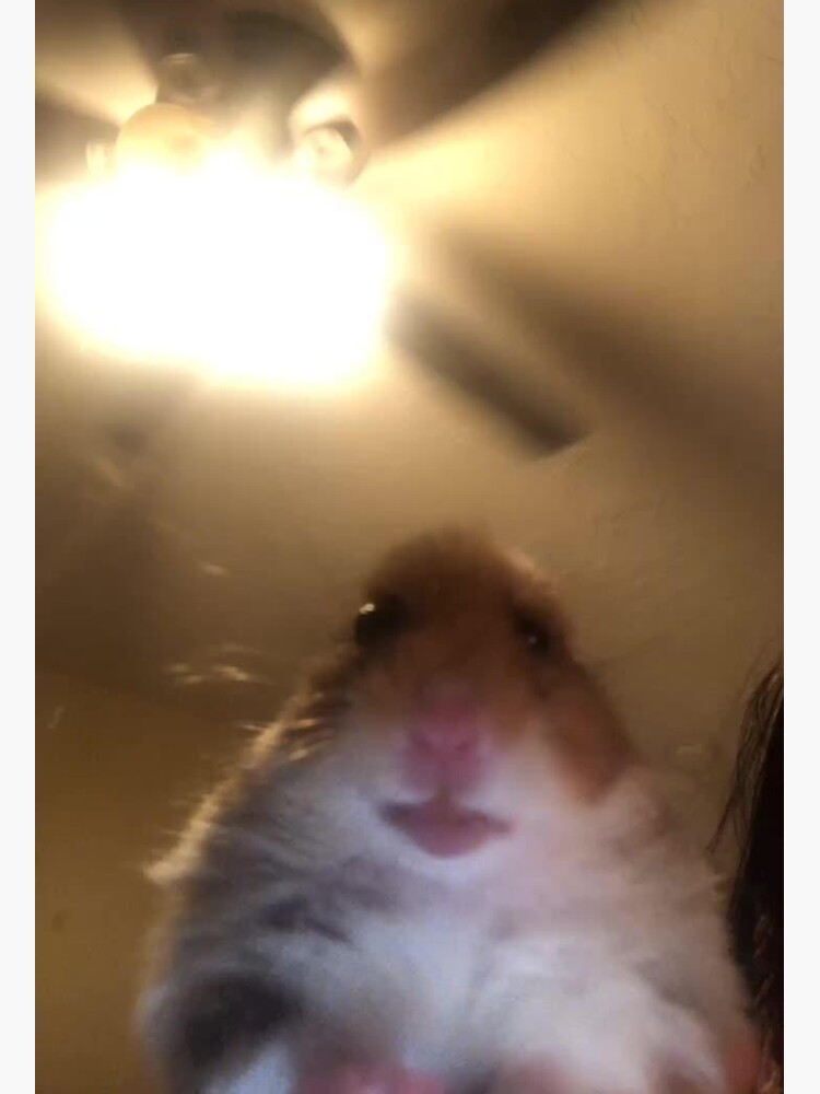 "staring hamster meme" Sticker for Sale by MemesnDeams | Redbubble