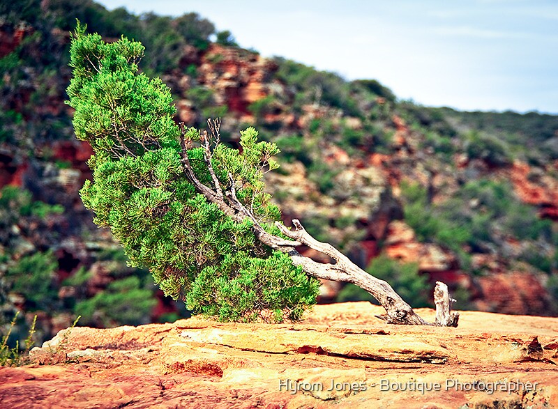 "Small Tree Growing in Rock" by Hyrom Jones - Boutique Photographer ...