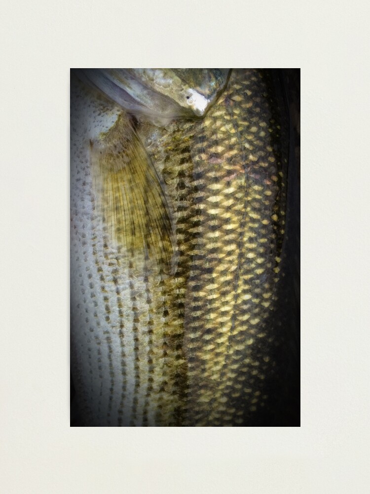 "Largemouth Bass Scales" Photographic Print for Sale by Robert Jones ...
