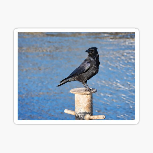 "Carrion Crow at the Cobb" Sticker for Sale by Siska | Redbubble