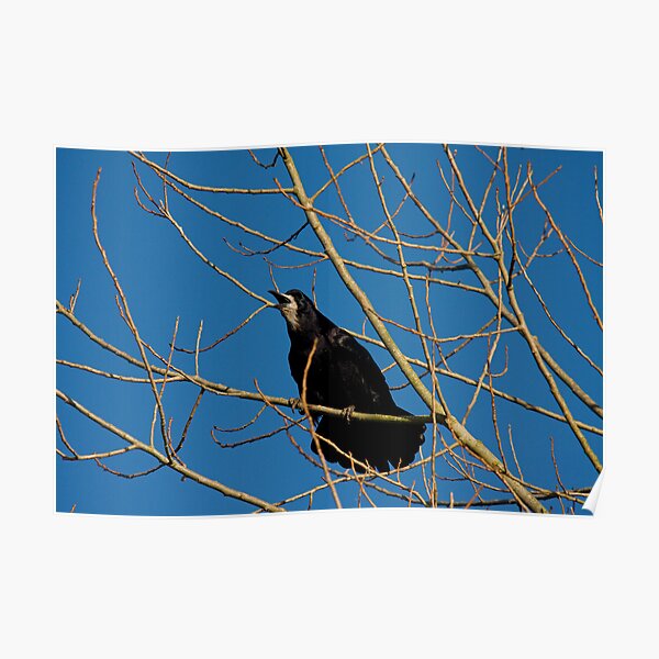 "singing rook" Poster by jon77lees | Redbubble