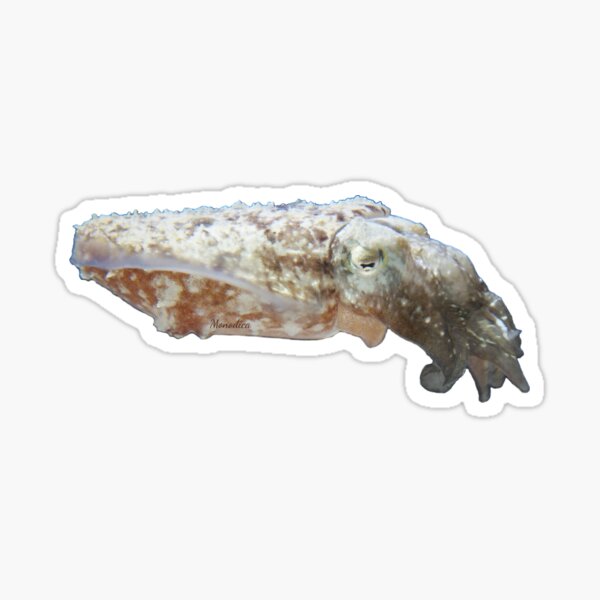 "Cuttlefish" Sticker for Sale by Monodicadesigns | Redbubble