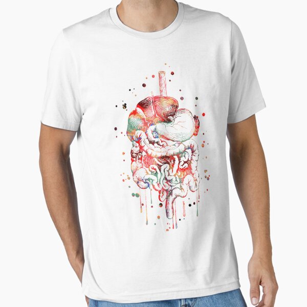 "Digestive system, anatomy art, Human Organs Gastrointestinal Tract ...