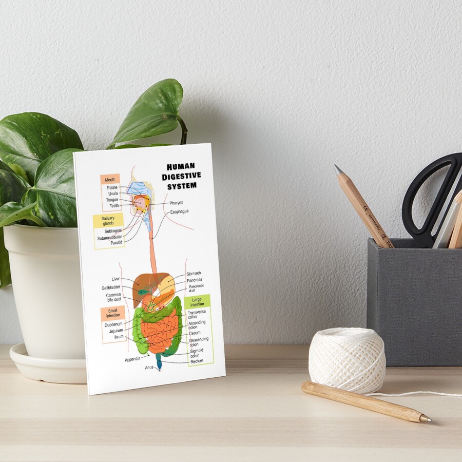 "Diagram of the Human Digestive System" Art Board Print by allhistory ...