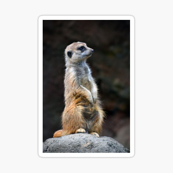 "Meerkat " Sticker by venny | Redbubble