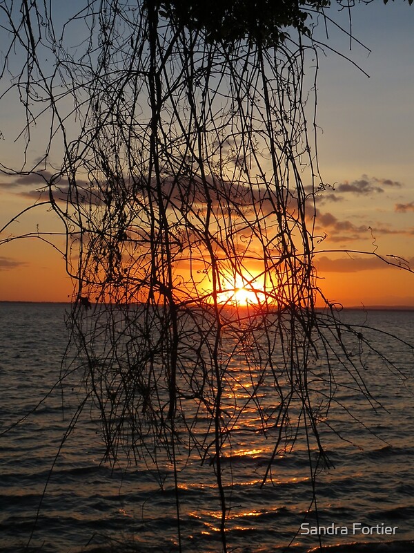 "Nature's Art" by Sandra Fortier | Redbubble