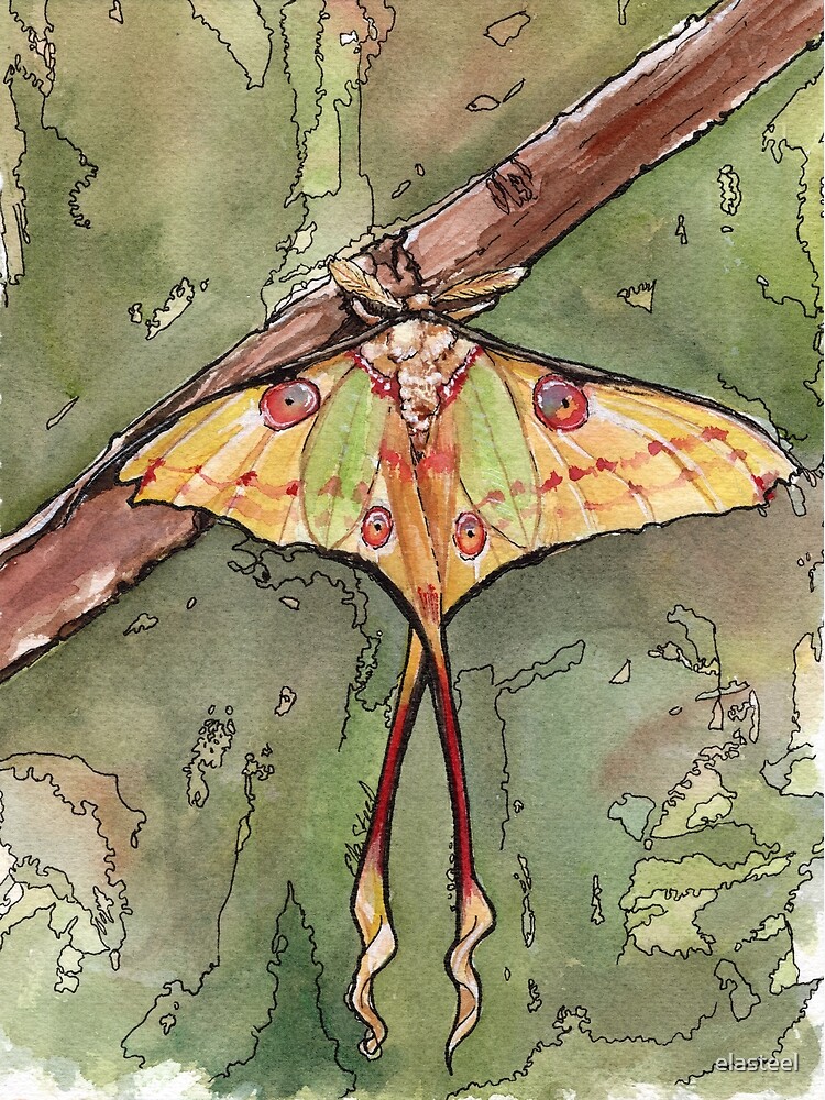 "Comet Moth - Watercolour nature painting of a yellow moth" Poster by ...