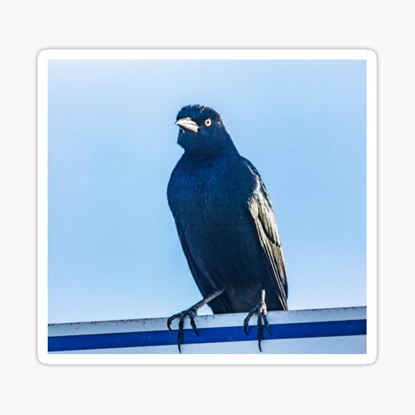 "Boat-tailed Grackle 2" Sticker for Sale by KensLensDesigns | Redbubble