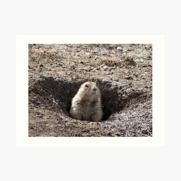 Prairie Dog Gifts & Merchandise | Redbubble