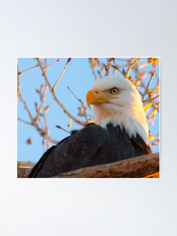 "American Bald Eagle" Poster by SolanoPhoto | Redbubble