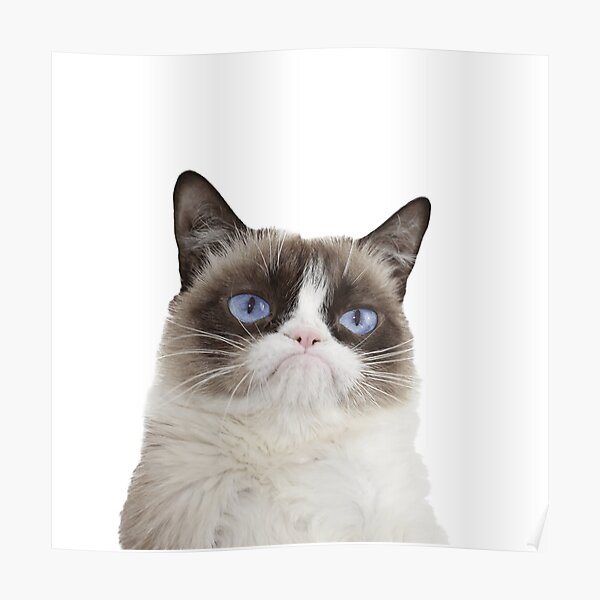 "funny glum kitty" Poster for Sale by georgiavsx | Redbubble