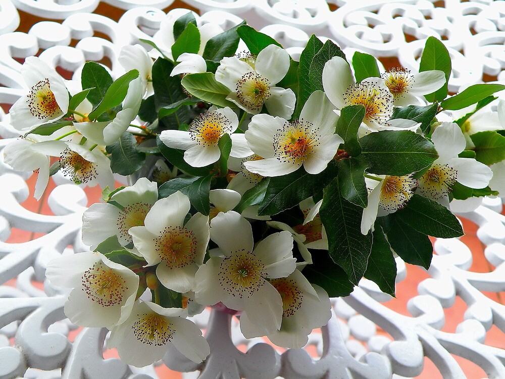 "Flor de Ulmo...." by cieloverde | Redbubble