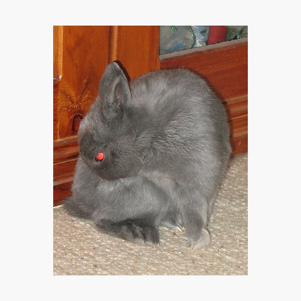 Lámina fotográfica «Conejo de ojos rojos loco» de bluegumbill | Redbubble