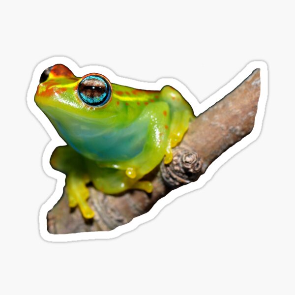 "Bright-eyed Tree Frog (Boophis rappiodes)" Sticker by MyFrogCroaked ...