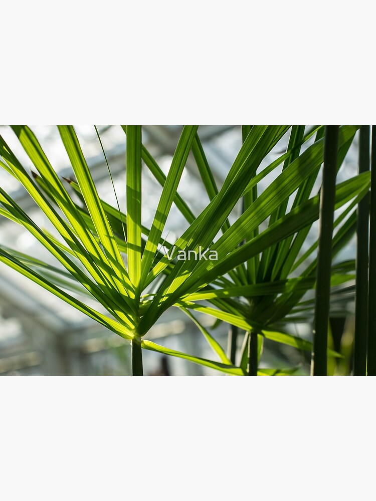 "Fresh green sunny papyrus leaves" Poster by Vanka | Redbubble