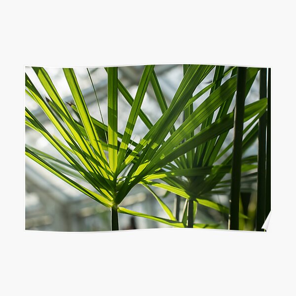"Fresh green sunny papyrus leaves" Poster by Vanka | Redbubble