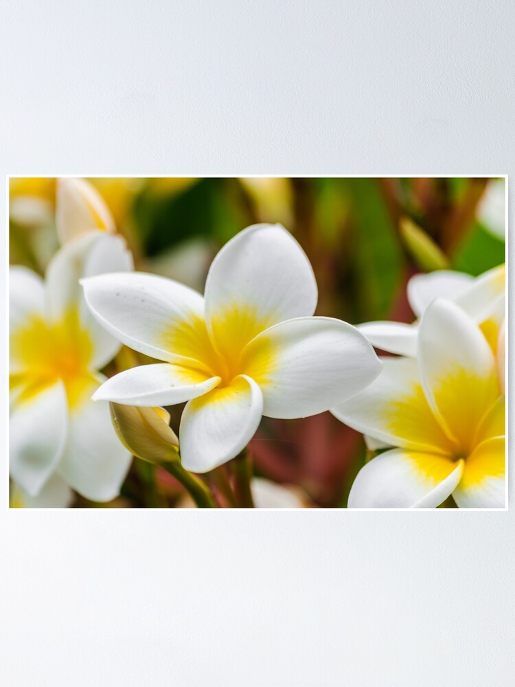 "Plumeria rubra flowers" Poster by MartinLeber | Redbubble