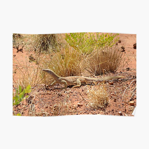 Varanus Posters | Redbubble