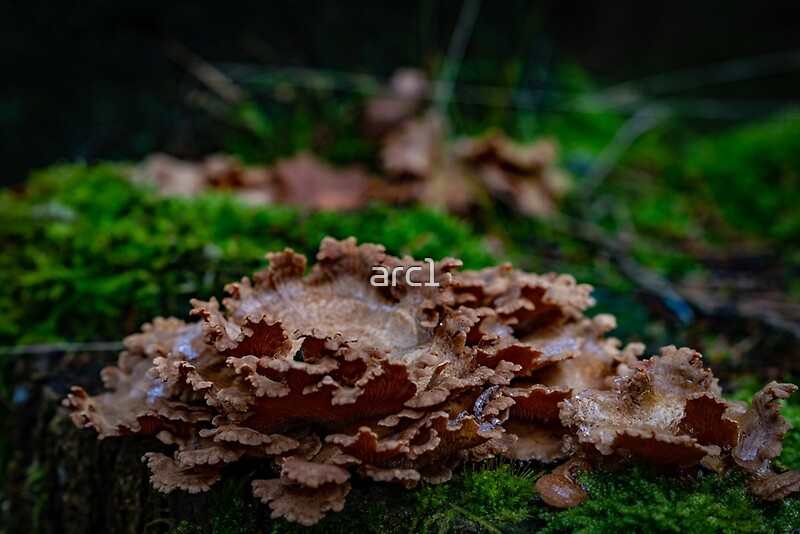"Frozen Fungus" by arc1 | Redbubble