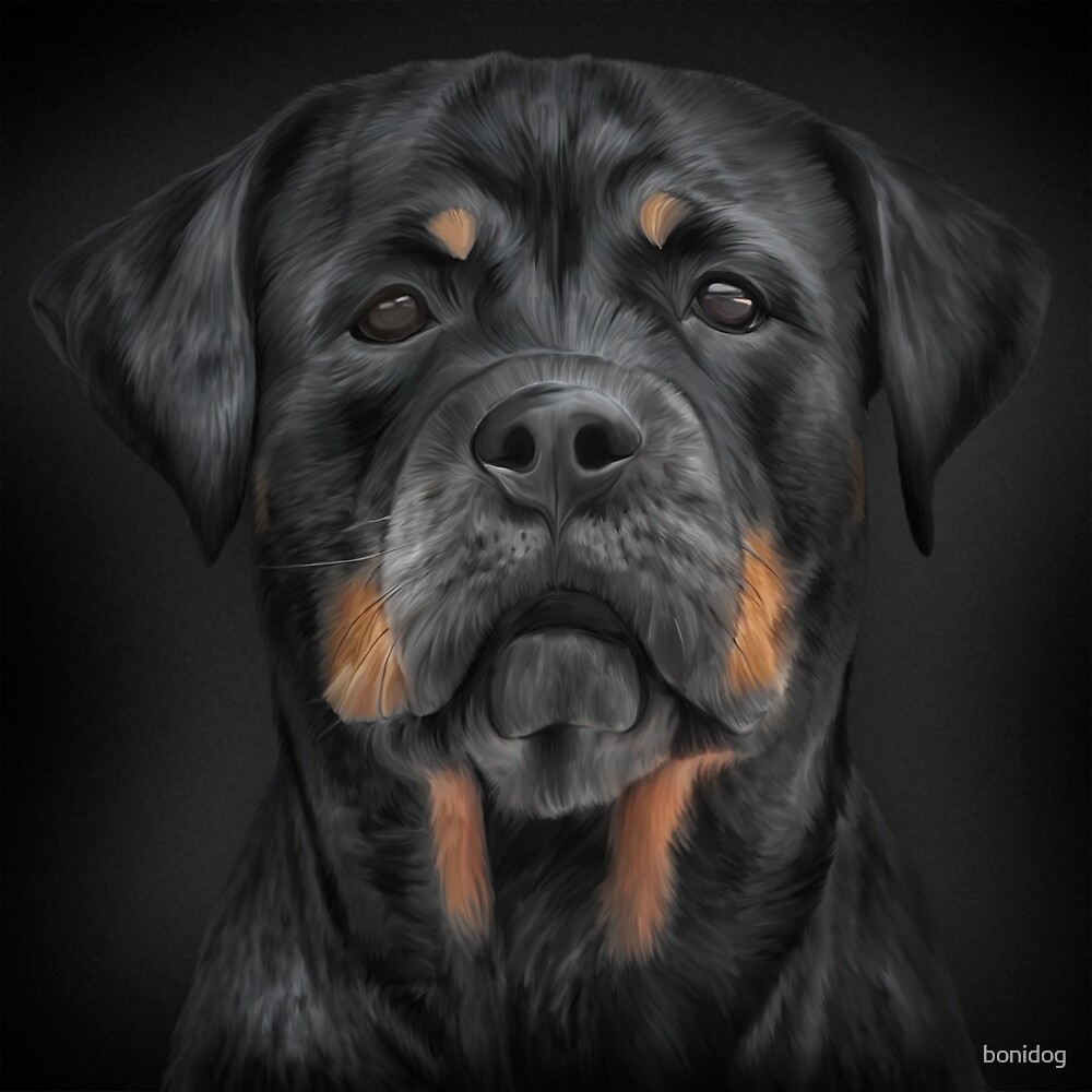 "Drawing dog rottweiler " by bonidog | Redbubble