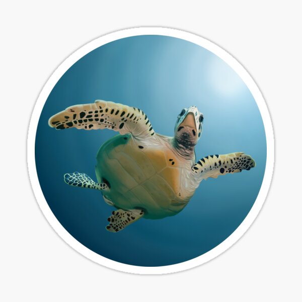 "Swimming Sea Turtle" Sticker by TMBTM | Redbubble