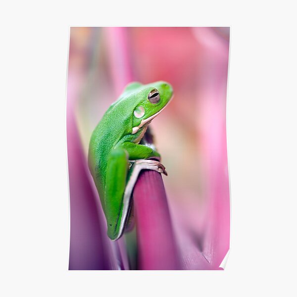 "Froggie in the pink" Poster by JennyDean | Redbubble