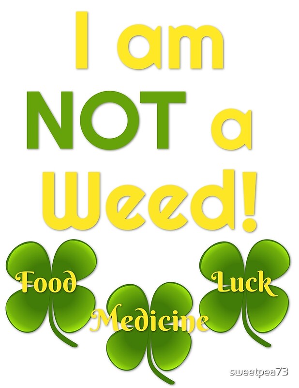 "I am Not a Weed! 4 Leaf Clover" by sweetpea73 | Redbubble
