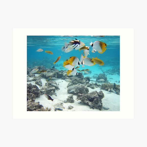 "Cook Islands fish spectacular" Art Print for Sale by bazcelt | Redbubble