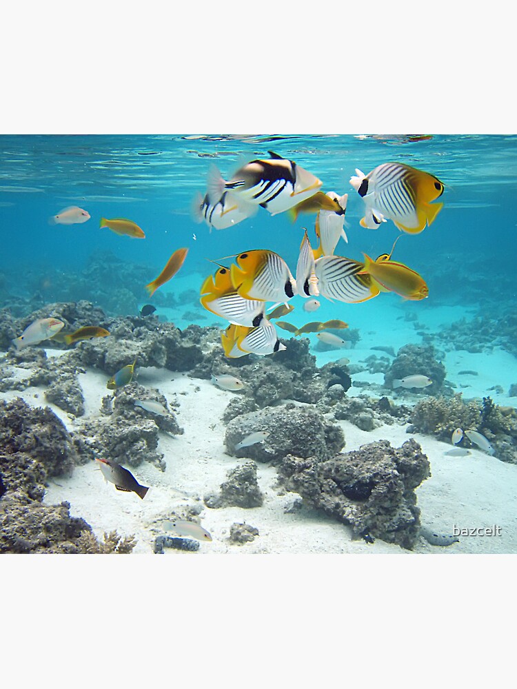 "Cook Islands fish spectacular" Art Print for Sale by bazcelt | Redbubble