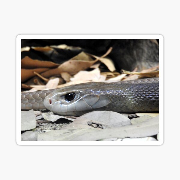 "Coastal Taipan" Sticker by kirstybush | Redbubble