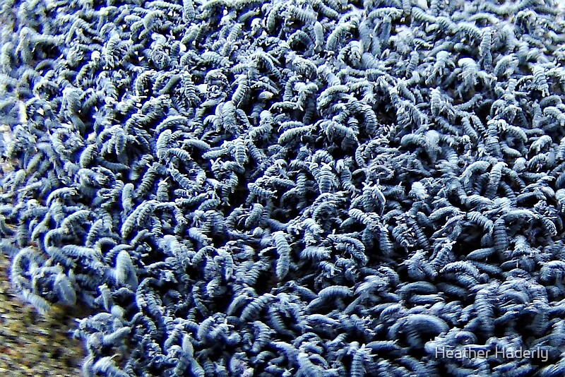 "Seashore Springtail" by Heather Haderly | Redbubble