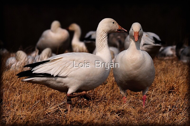 "Gossiping Geese" by Lois Bryan | Redbubble
