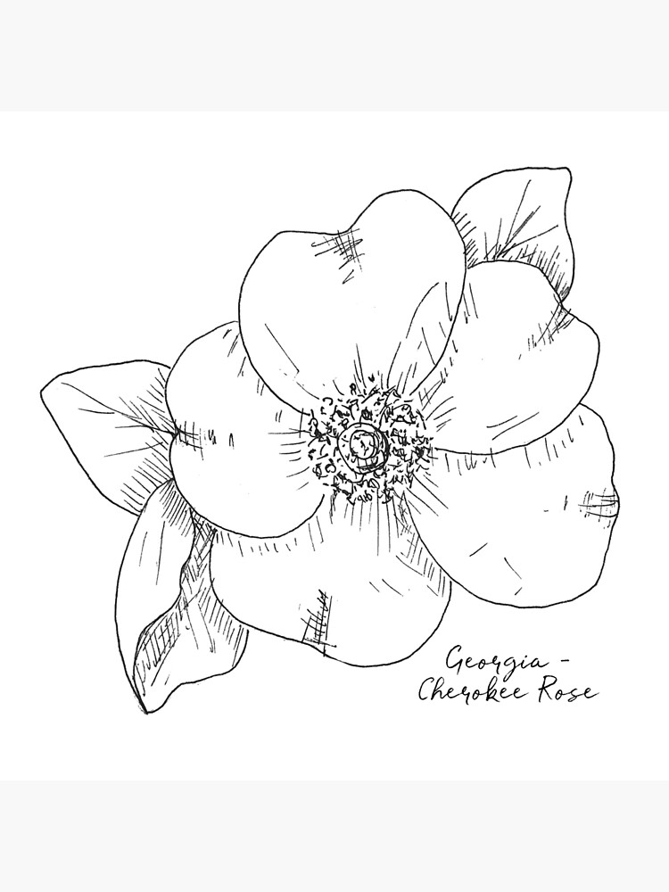 "Cherokee Rose Georgia State Flower by Journey Home Made" Poster for ...